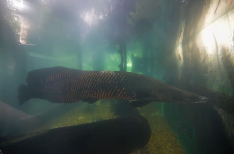 Peixe amazônico invade rios da Bahia e ameaça espécies - Anota Bahia